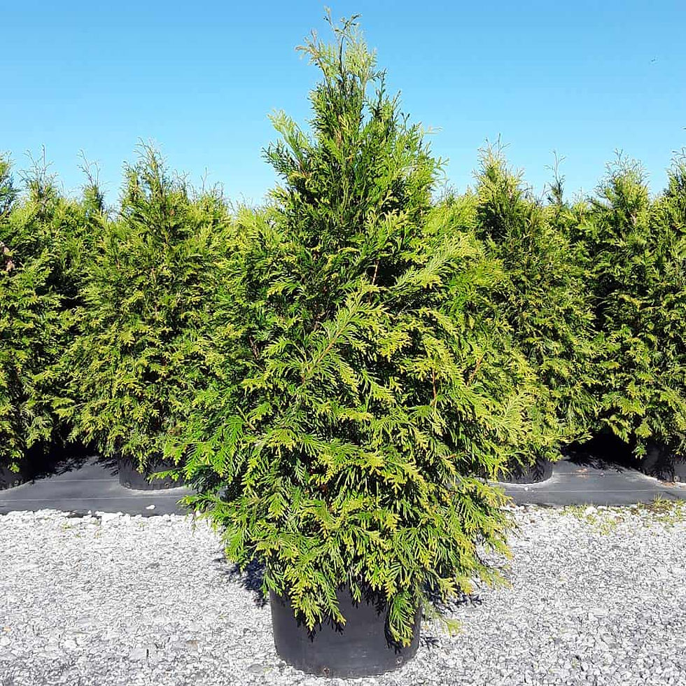 Arborvitae Green Giant 15g | Scott Lawn Landsca