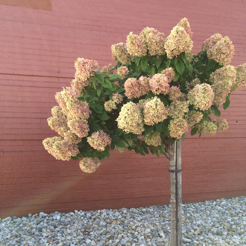 Hydrangea Tree- Pinky winky | Scott Lawn Landsca