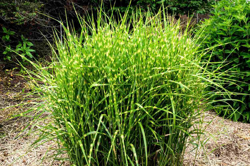 Ornamental Grass Karl Forester | Scott Lawn Landsca