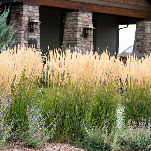 Ornamental Grass Karl Forester | Scott Lawn Landsca