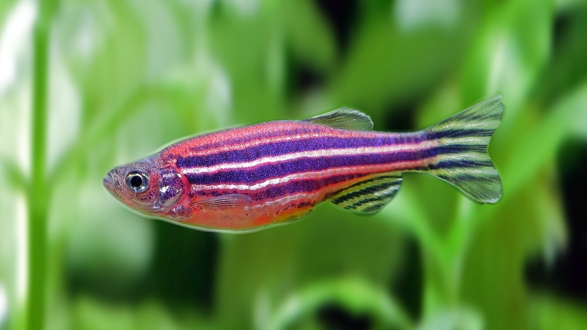 ZEBRAFISH E MEDICINA RIGENERATIVA - DI COSA SI TRATTA