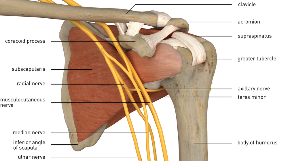 ROTATOR CUFF - PAINFUL SHOULDER