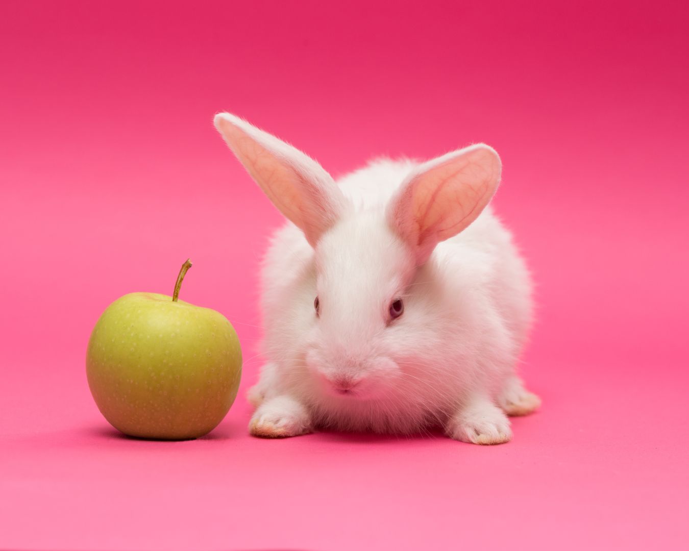 Are humans carnivores, omnivores, or herbivores?