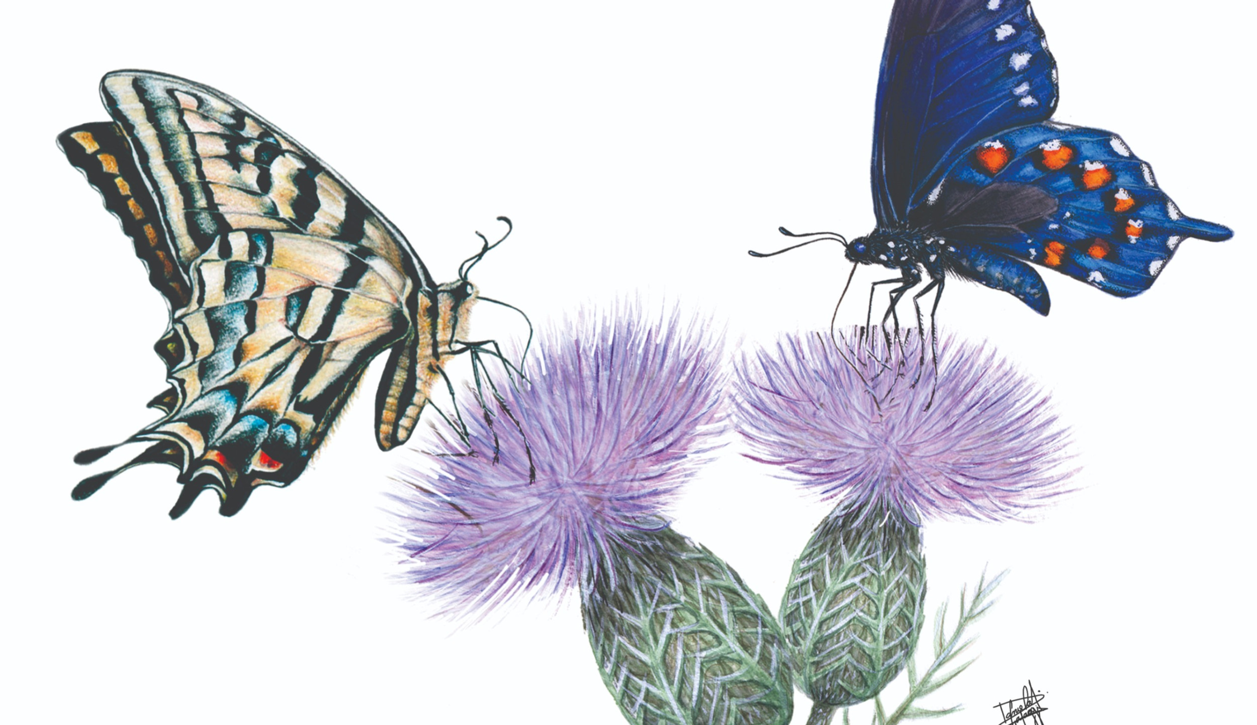 Scientific Illustration | Daniela Cafaggi | Ciudad De México