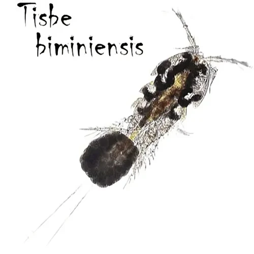 Tisbe biminiensis live Copepod | GetPlankton