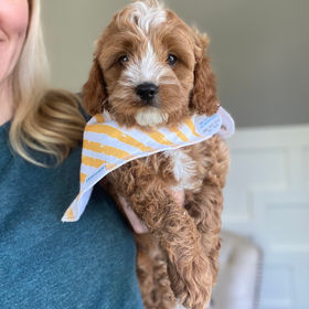 red and white f1 cavapoo