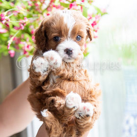 red and white f1 cavapoo
