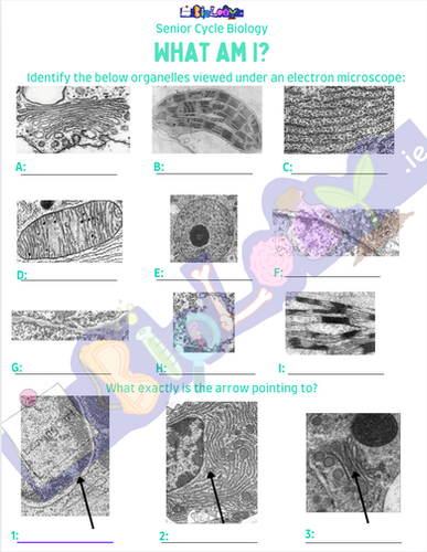 What am I? Cell Structure Class Game! | LeavingCertBiology