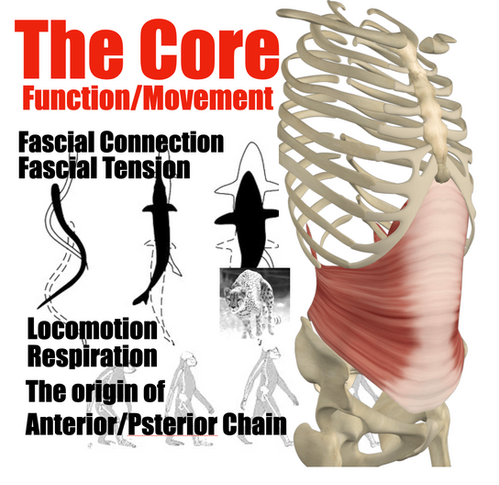 The Core Function& Movement | MoveFree!online