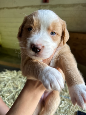 What is a Coltriever? | Liberty Farm