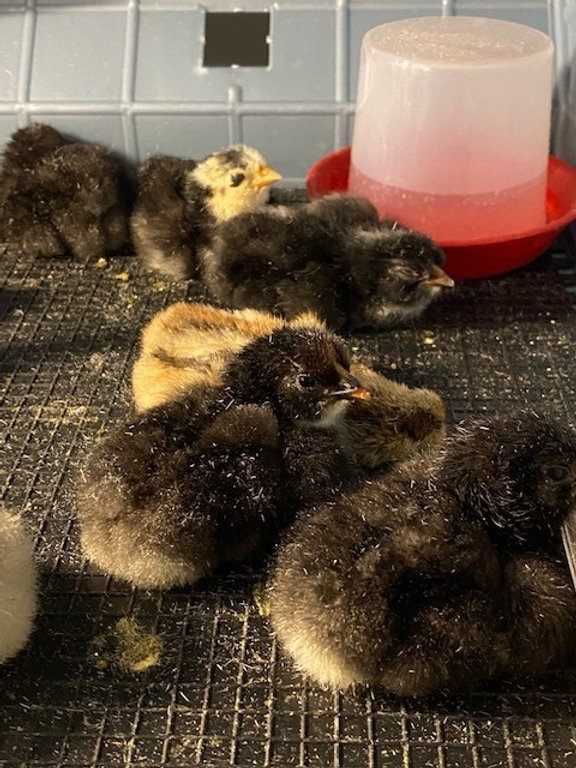 Our First Chicks Have Hatched
