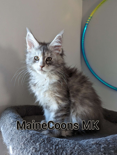 Farrah (Adopted by Christina in Yuma, AZ) | Maine Coons MK