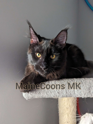 Ms. Bane (Sold to Kelly in Torrance, CA) | Maine Coons MK