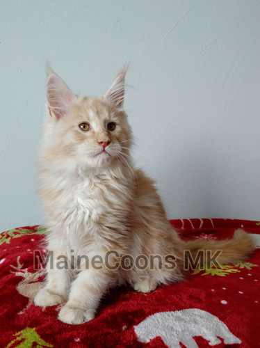 Mango (Sold to Mike in Orange County) | Maine Coons MK
