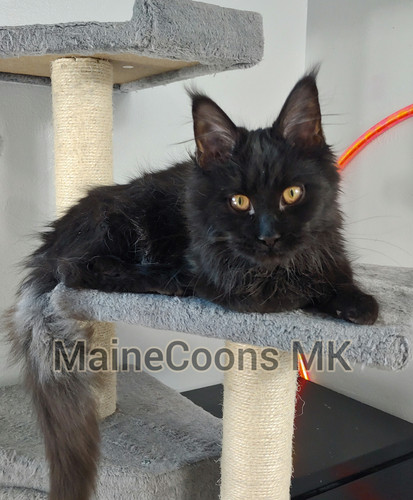 Rosie (Sold to Jacob) | Maine Coons MK