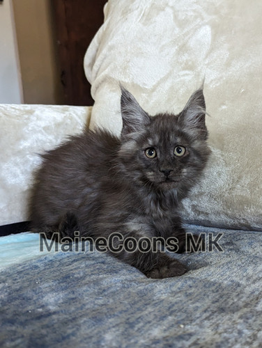 Barry (Living with Lorna in Kentucky) | Maine Coons MK
