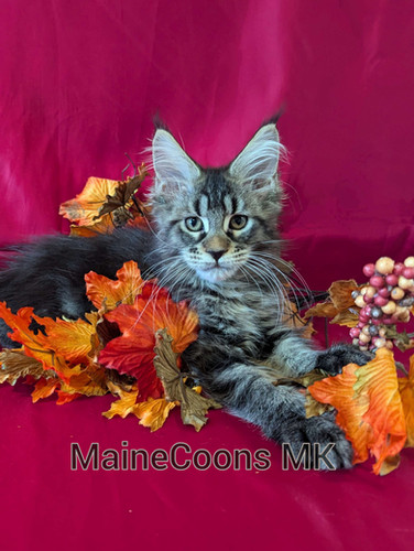 Iris (Adopted by Terry & Brad in Southern California) | Maine Coons MK