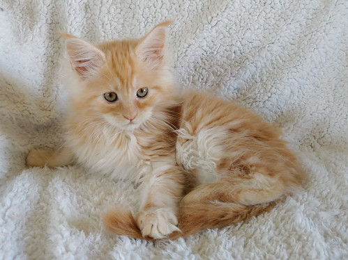 Sandy (Sold to Rene in UT) | Maine Coons MK