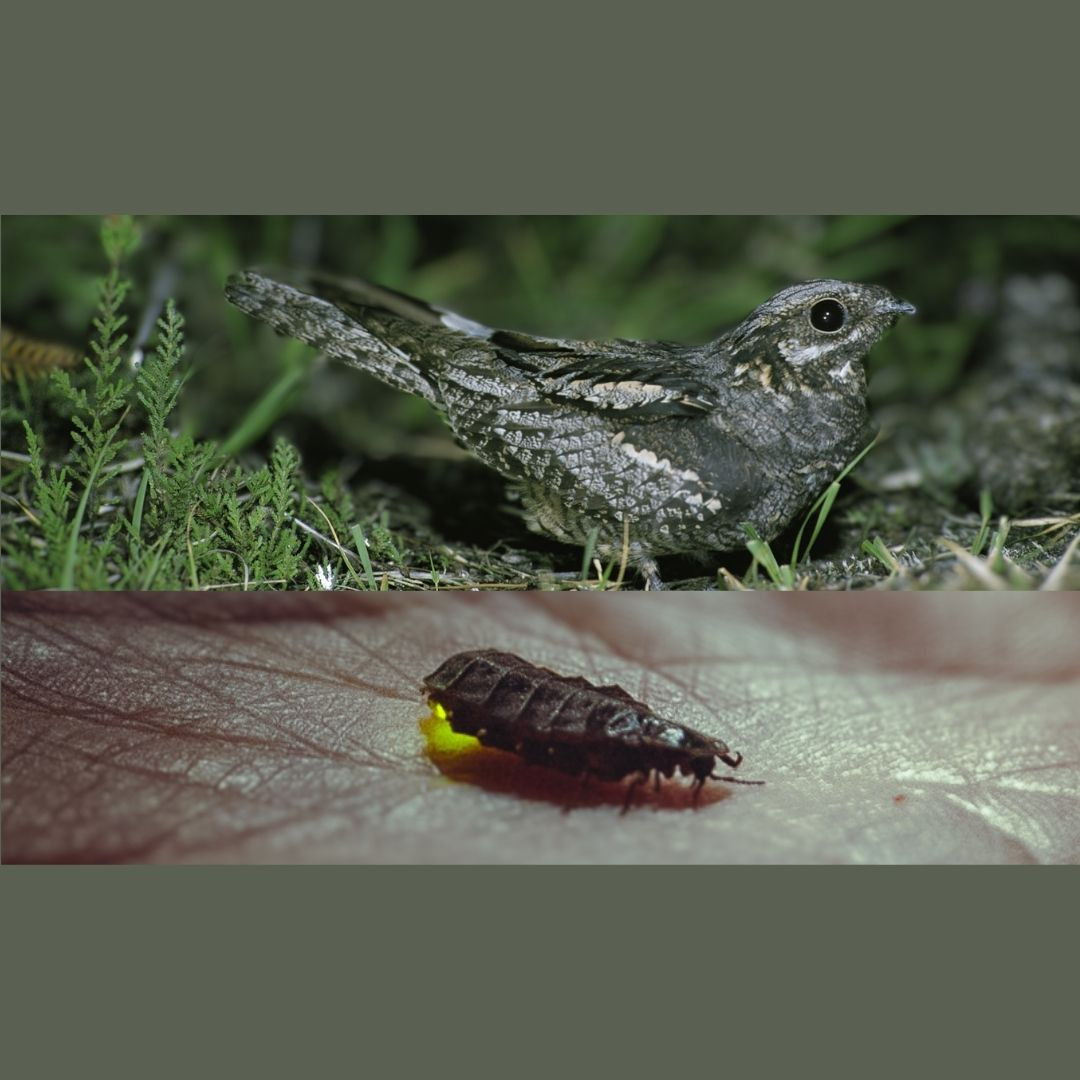 Nightjar & Glow Worms Walk | Quantock Hills