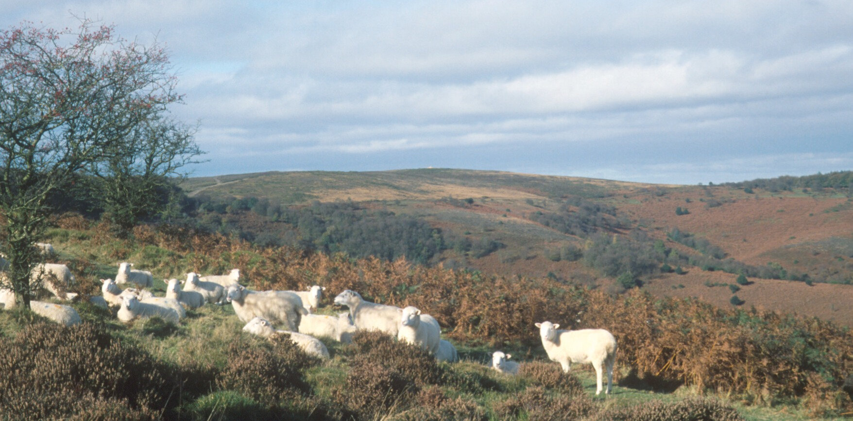 Spring on the Quantocks Guided Walk | Quantock Hills
