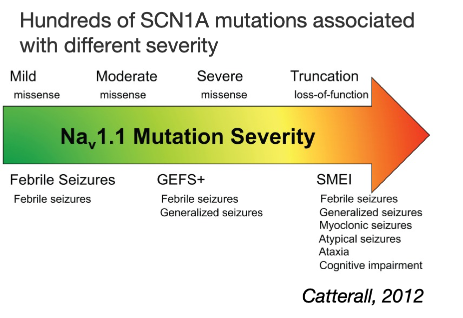 Dravet Syndrome | LignaniLab