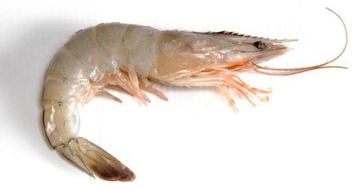 Wild Omani Shrimp Whole 800g (Jumbo / Big) | Al Marsa Gourmet