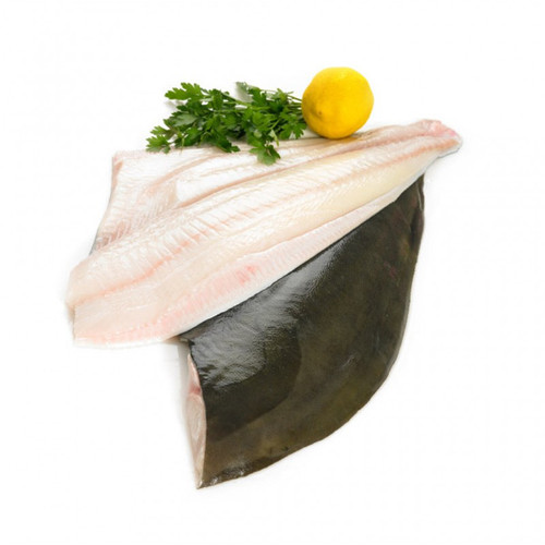 Wild Turbot Fillet (Approx. 300g) | Al Marsa Gourmet