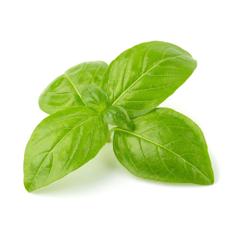 Organic Genovese Basil 50g | Al Marsa Gourmet