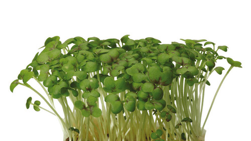 Microgreens - Mustard Cress /Punnet | Al Marsa Gourmet