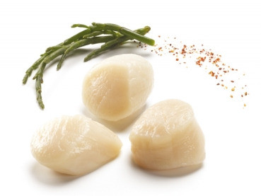 Wild Scallop Meat /kg (Jumbo / Big) | Al Marsa Gourmet