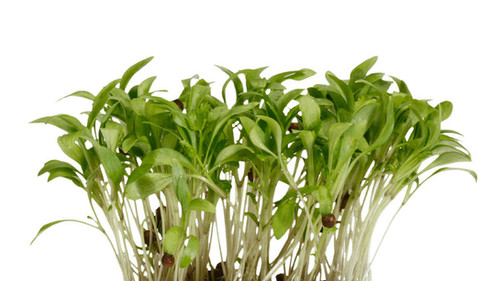 Microgreens - Coriander Cress /Punnet | Al Marsa Gourmet