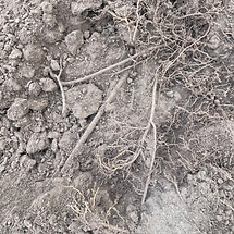 Our Services | Arb-solute Tree Management