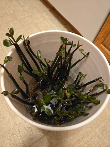 Sprouted Mangrove pods | Vossen Aquatics