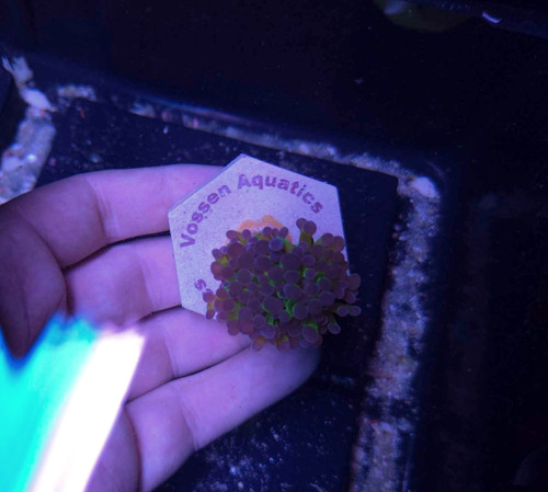 Frogspawn | Vossen Aquatics