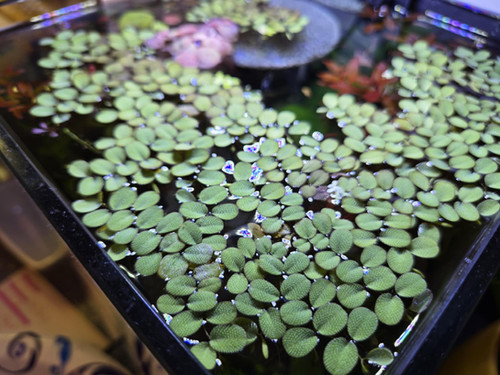 Floaters | Vossen Aquatics