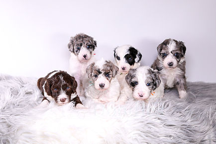 Medium Sheepadoodle Application | Happy Top Doodles