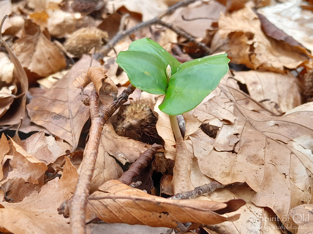 Baby Beech Tree... | Woodlarking
