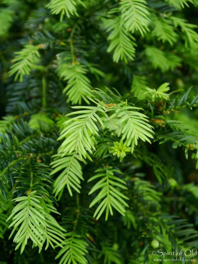 New growth on a thousand year old yew... | Woodlarking