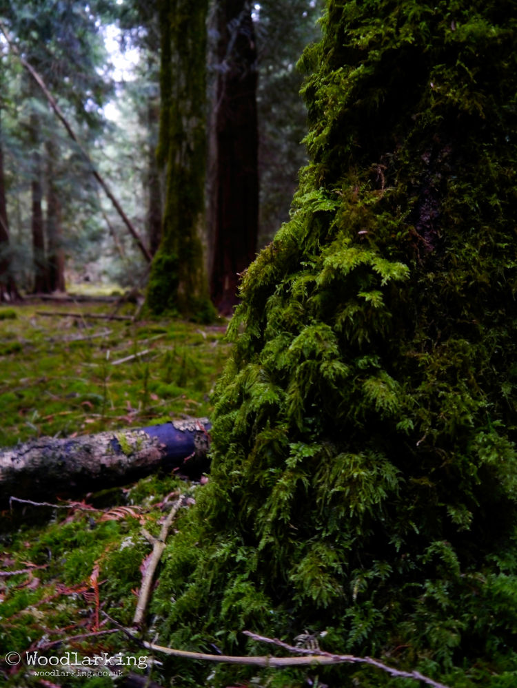 Woodland And Earth Fur... | Woodlarking