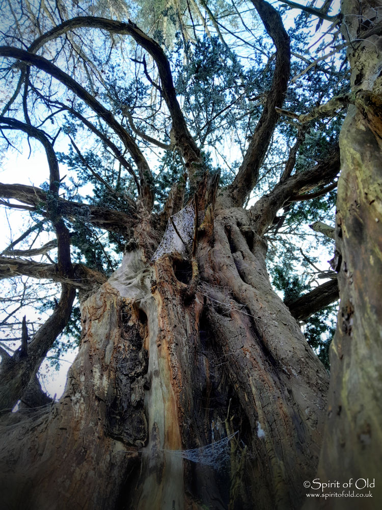 Forest God... | Woodlarking