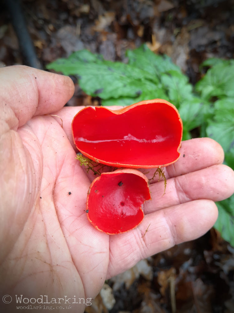 Scarlet Elf Cups... | Woodlarking