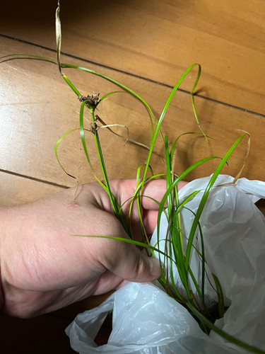 Cyperus cf. luzulae South America | Plants-Axis