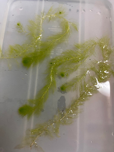 Utricularia dimorphantha フサタヌキモ 滋賀県産 | Plants-Axis