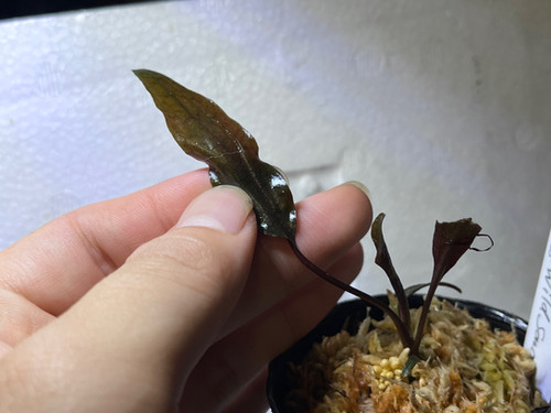 Cryptocoryne sp. cambodiana near Phnom Sarkos Wild Sanctuary, Cambodia ...