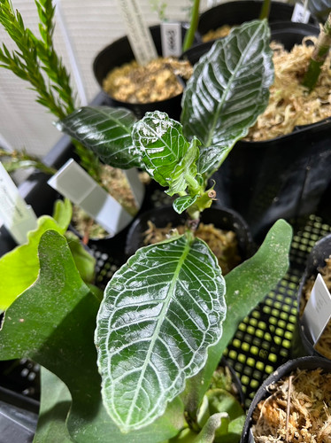 Psychotria calocarpa Pu'er | Plants-Axis