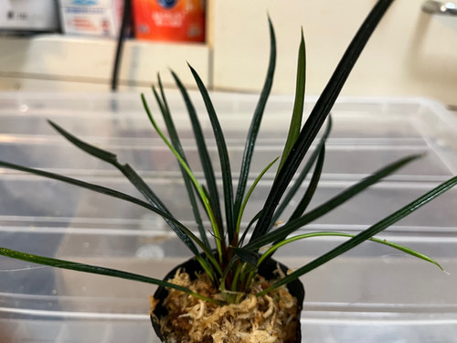 Femestratarum culum East Kalimantan | Plants-Axis