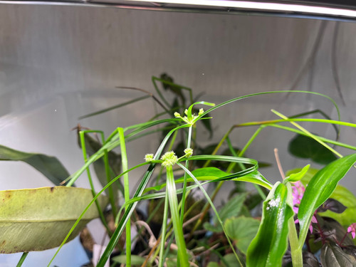 Cyperus luzulae South America | Plants-Axis