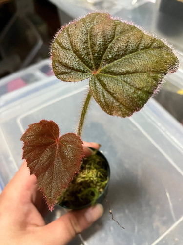 Begonia robusta Aceh, Sumatra | Plants-Axis