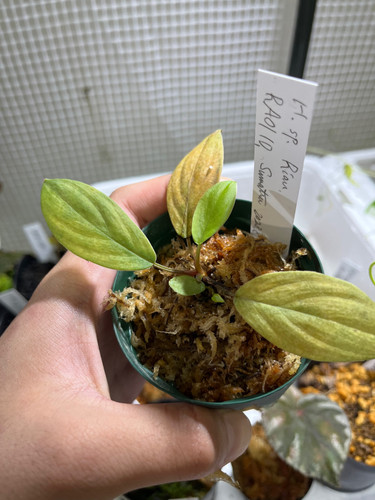 Homalomena sp. Riau | Plants-Axis