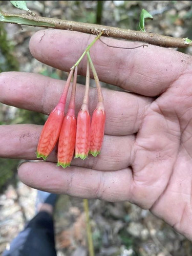 Agapetes forrestii Baoshan | Plants-Axis